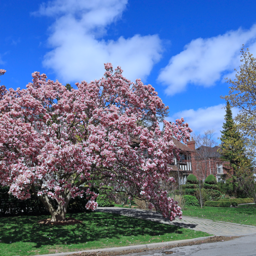 Tree Care and Arborist | Tree Service | Brown Tree Service