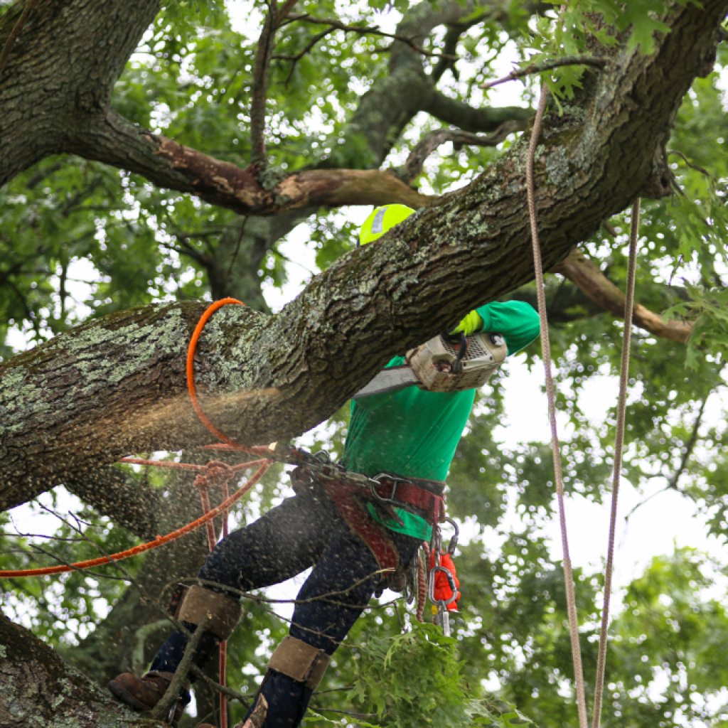 Tree Preventive Maintenance | Tree Service | Brown Tree Service