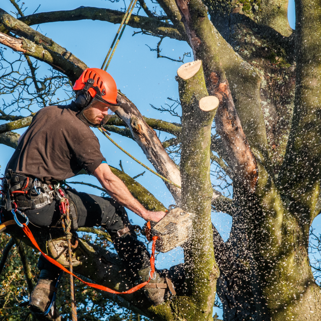 Tree Pruning and Shaping | Tree Service | Brown Tree Service